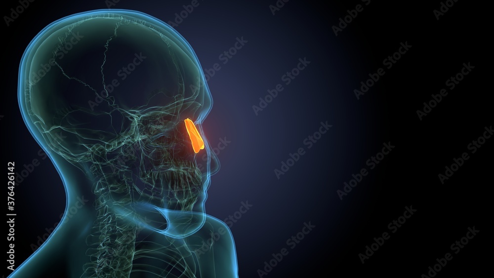 3d render of skeleton nasal polyps bone anatomy Stock Illustration ...
