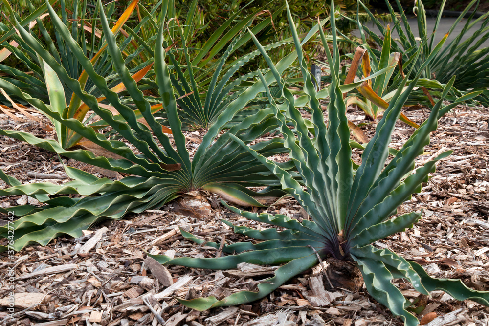 Sydney Australia, garden bed of Boophone disticha or tumbleweed a fan ...
