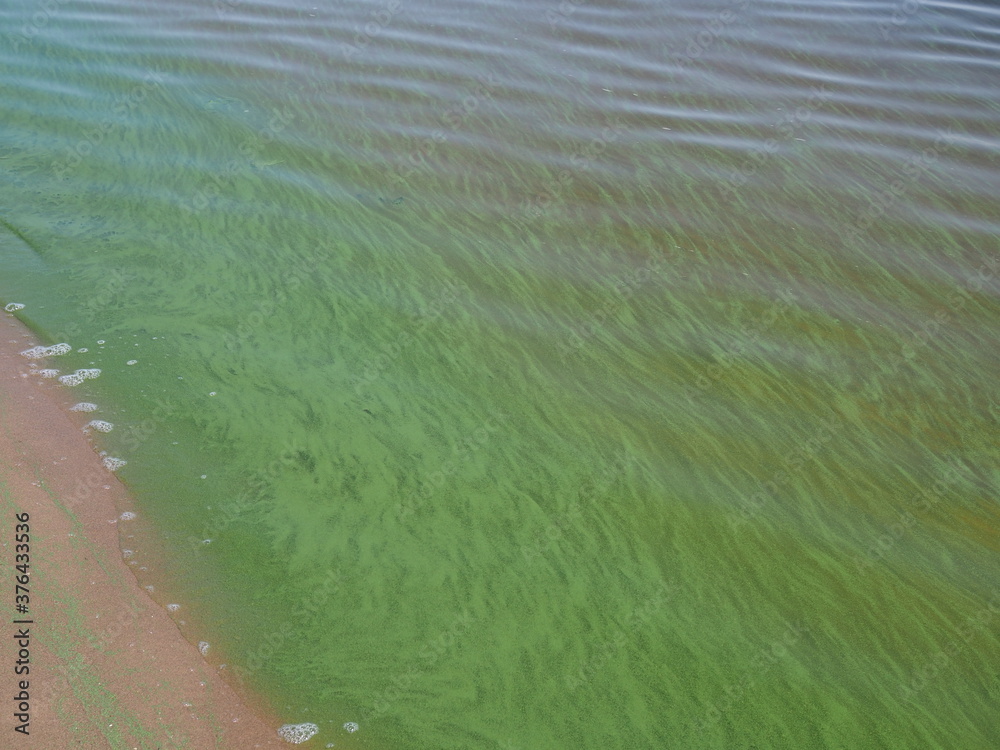 Green algae on the surface of the water. blooming water as a ...