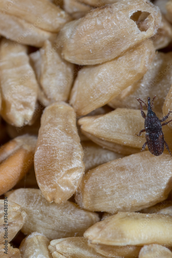 durum wheat infested with parasites causes long shelf life, granary ...