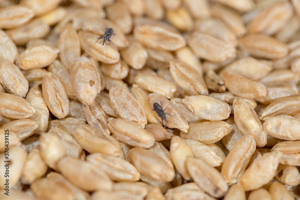 grain weevil, durum wheat infested with parasites Stock Photo | Adobe Stock