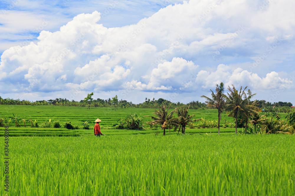Beautiful view of Balinese green rice growing on tropical field ...