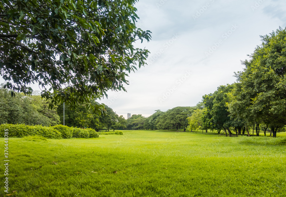 landscape of grass field and green environment public park use as ...
