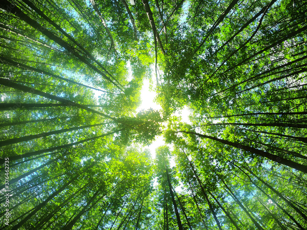 Tree tall with light effect in forest green nature background at ...