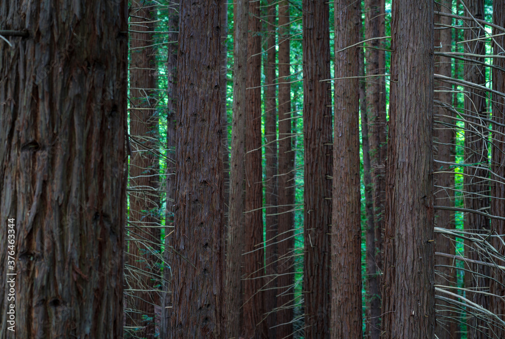 SEQUOIA - SEQUOYA (Sequoia sempervirens) Sole living species genus ...