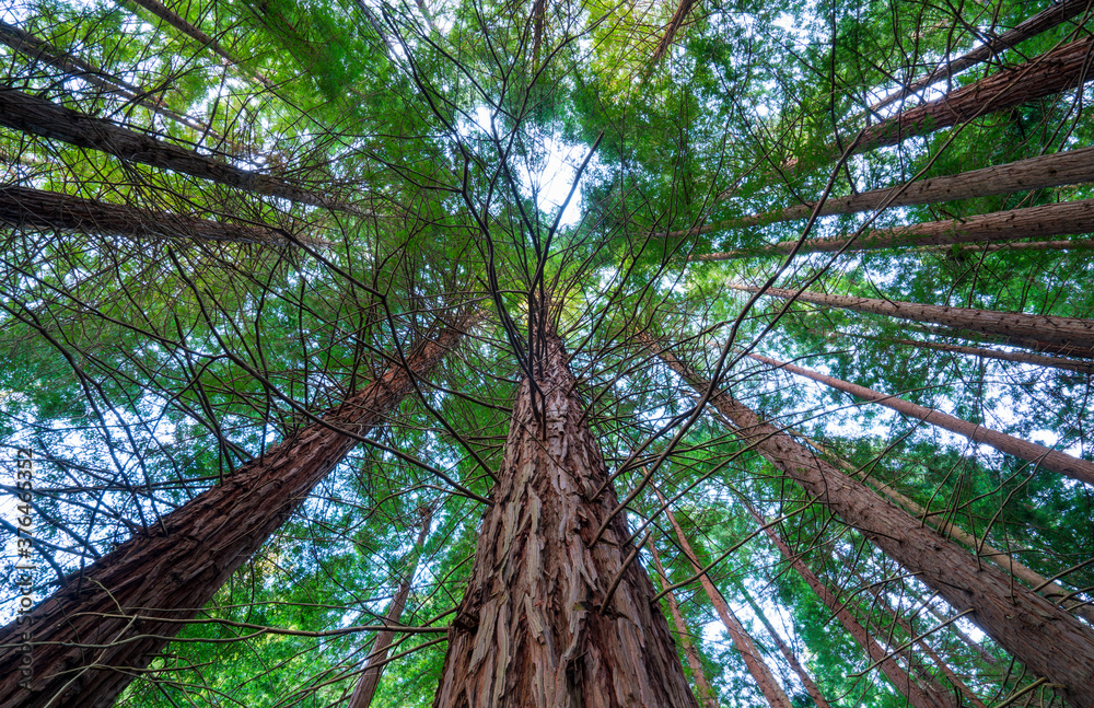 SEQUOIA - SEQUOYA (Sequoia sempervirens) Sole living species genus ...