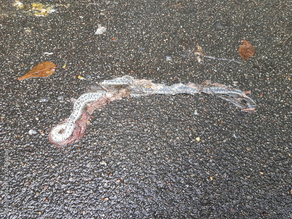 The grass snake (Natrix natrix), sometimes called the ringed snake or ...