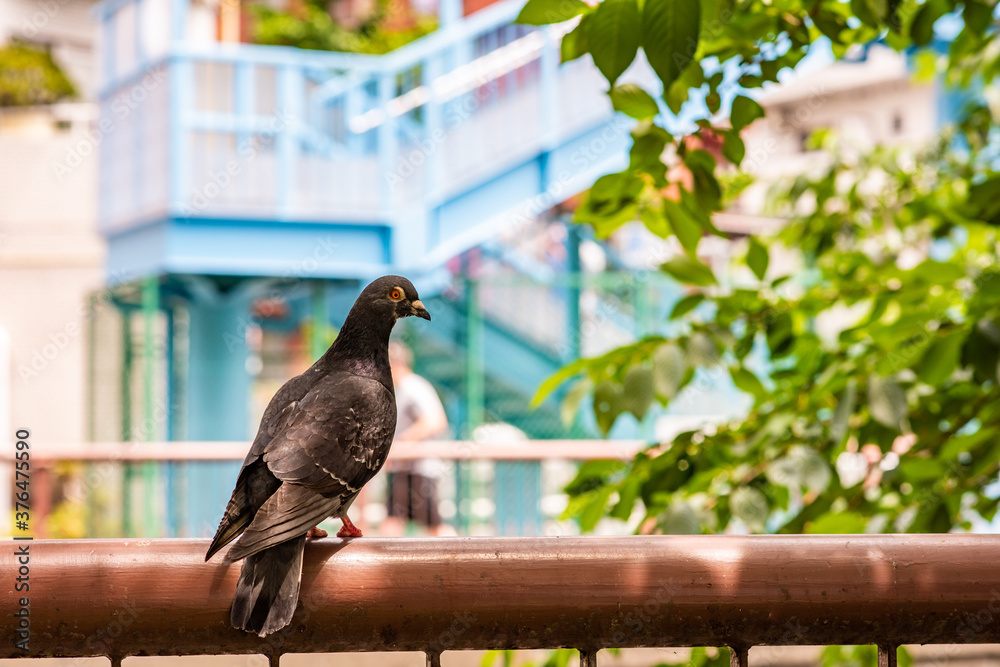A lovely pigeon hangs out in the hip neighborhood of Nakameguro in ...