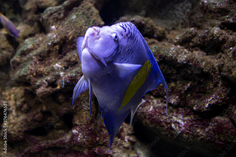Pomacanthus maculosus is a marine angelfish with common names including ...