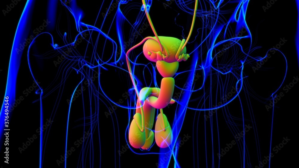 Male Reproductive System Anatomy For Medical Concept 3D Rendering Stock ...