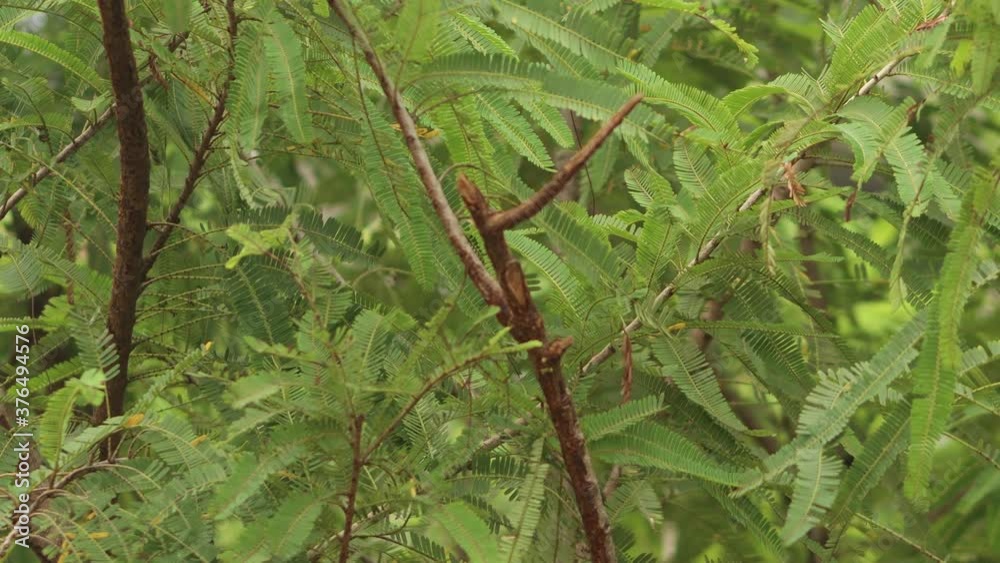 hyllanthus emblica Tree, also known, Indian gooseberry, or amla from ...