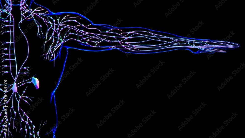 Human Lymph Nodes Anatomy For Medical Concept 3D Rendering Stock ...