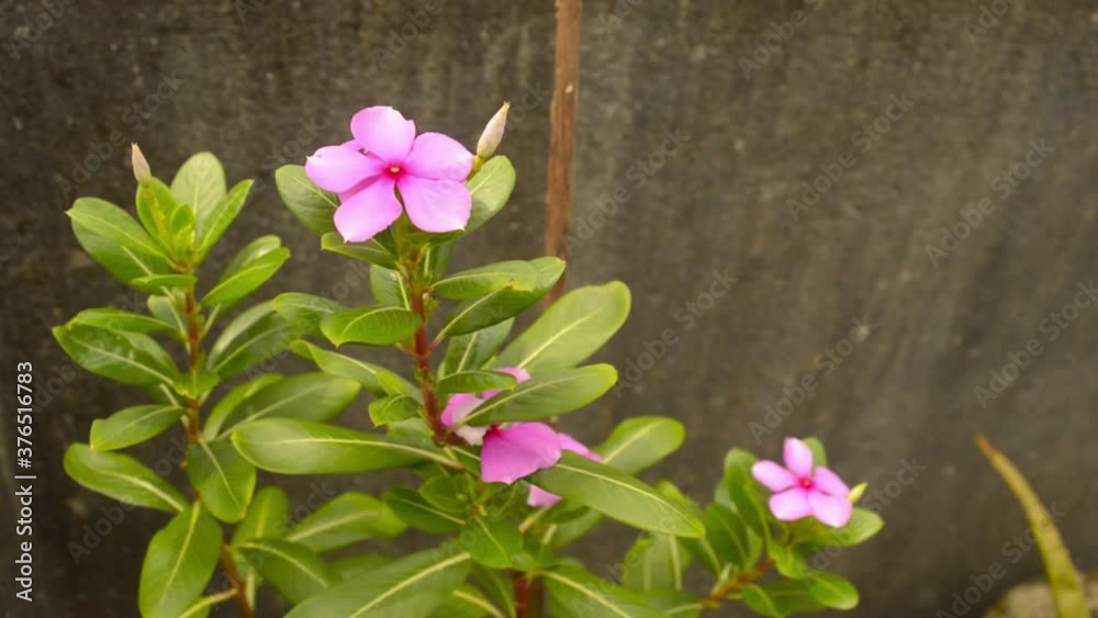 Pink Periwinkle flower (Vinca Catharanthus roseus) or Desert Rose and ...