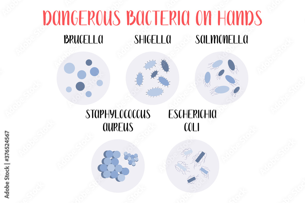 Dangerous bacteria on hands: Brucella, Shigella, Salmonella ...