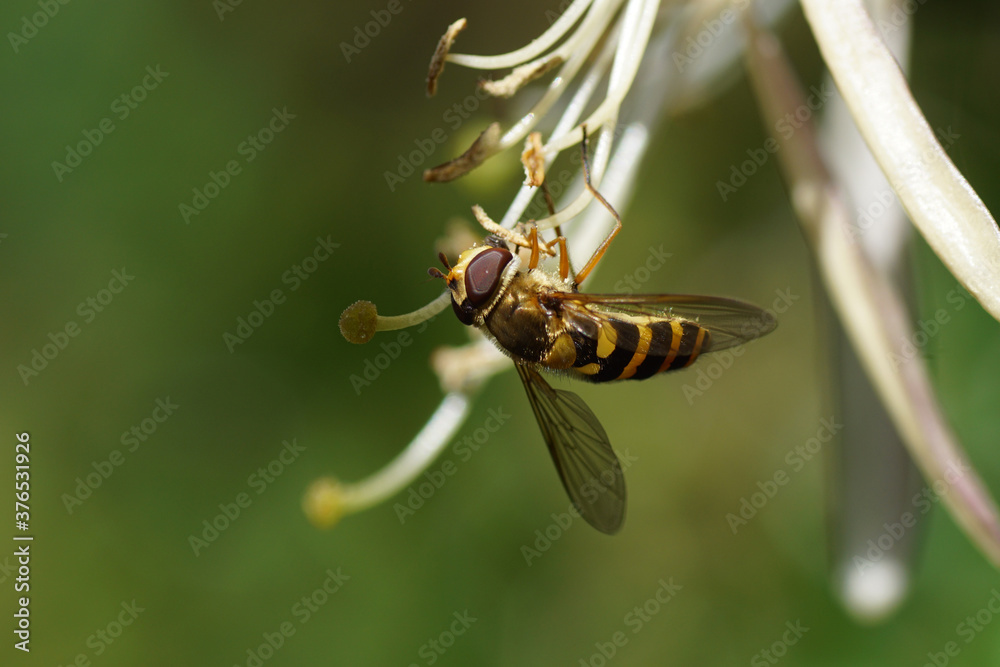 Hoverfly, Syrphus ribesii, family Syrphidae on pistil and stamens of a flower of honeysuckle ...