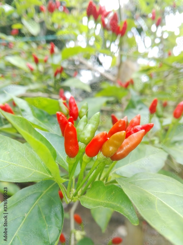 Hermosa planta cuyo fruto es llamado "Aji". Denominado asi por los ...