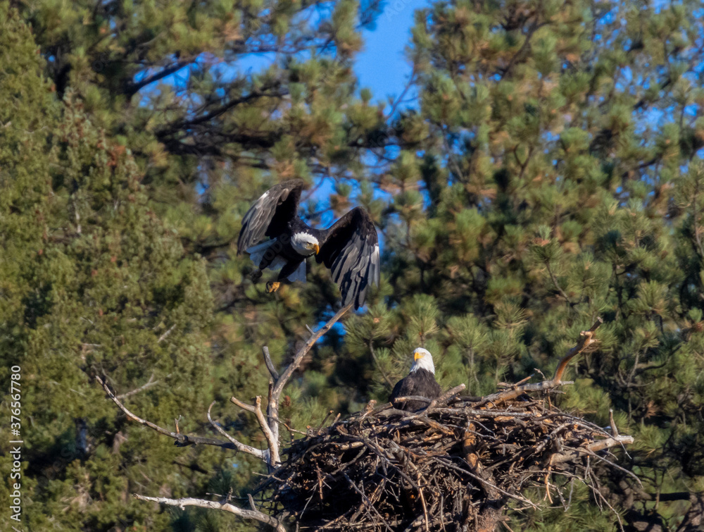 Bald Eagle Nesting Pair Stock Photo | Adobe Stock