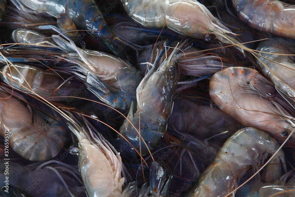 Macrobrachium rosenbergii, also known as the giant river prawn or giant ...