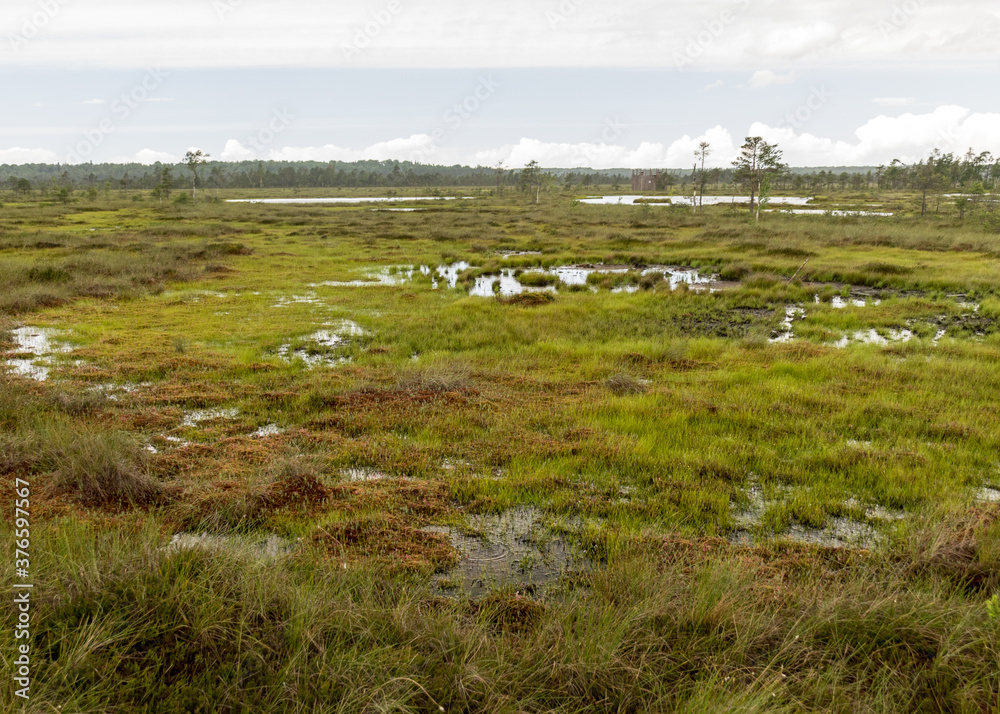 stunning bog views. beautiful clouds. View of the beautiful nature in ...