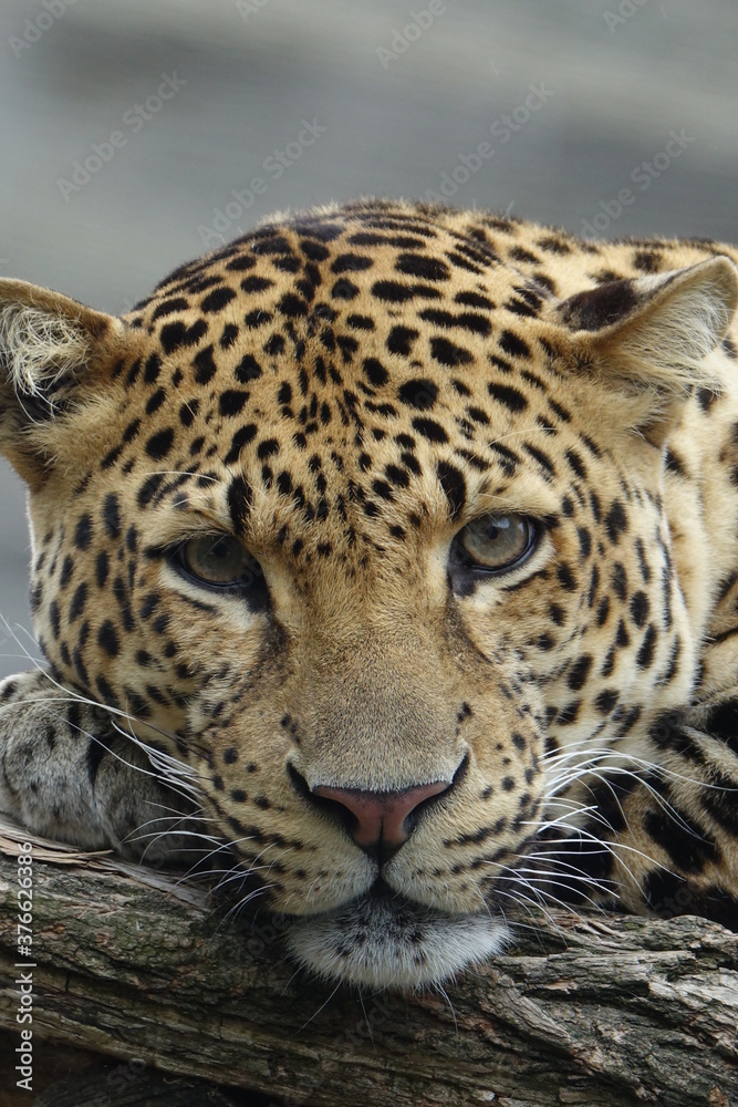 léopard, chat, animal, jaguar, faune, sauvage, prédateur, mammifère ...