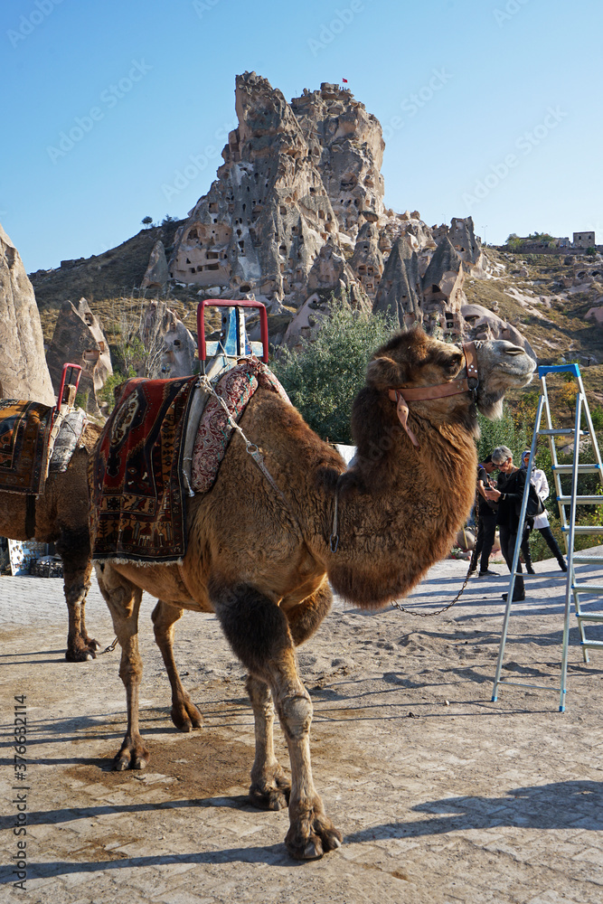 Camel tour ride at Uchisar castle in Goreme road, tall volcanic-rock ...
