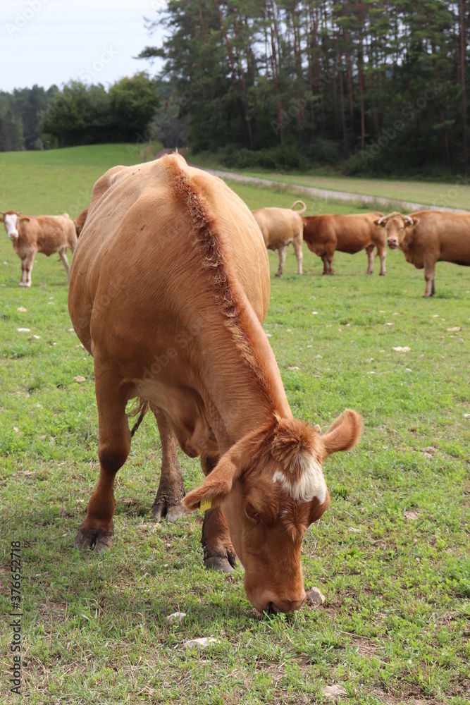 Kuh braun mit Herde bei Grasen auf der Weide Stock Photo | Adobe Stock