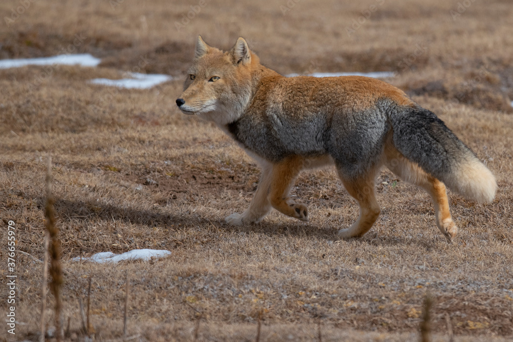 Tibetan Fox