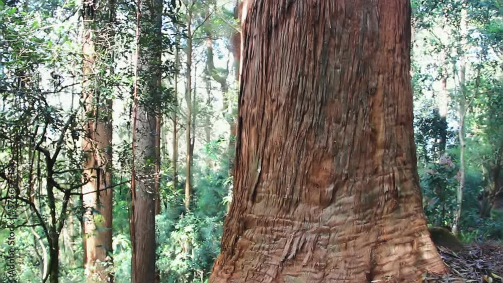 Forest plant biocenosis, Mountains covered with cloud forest ...