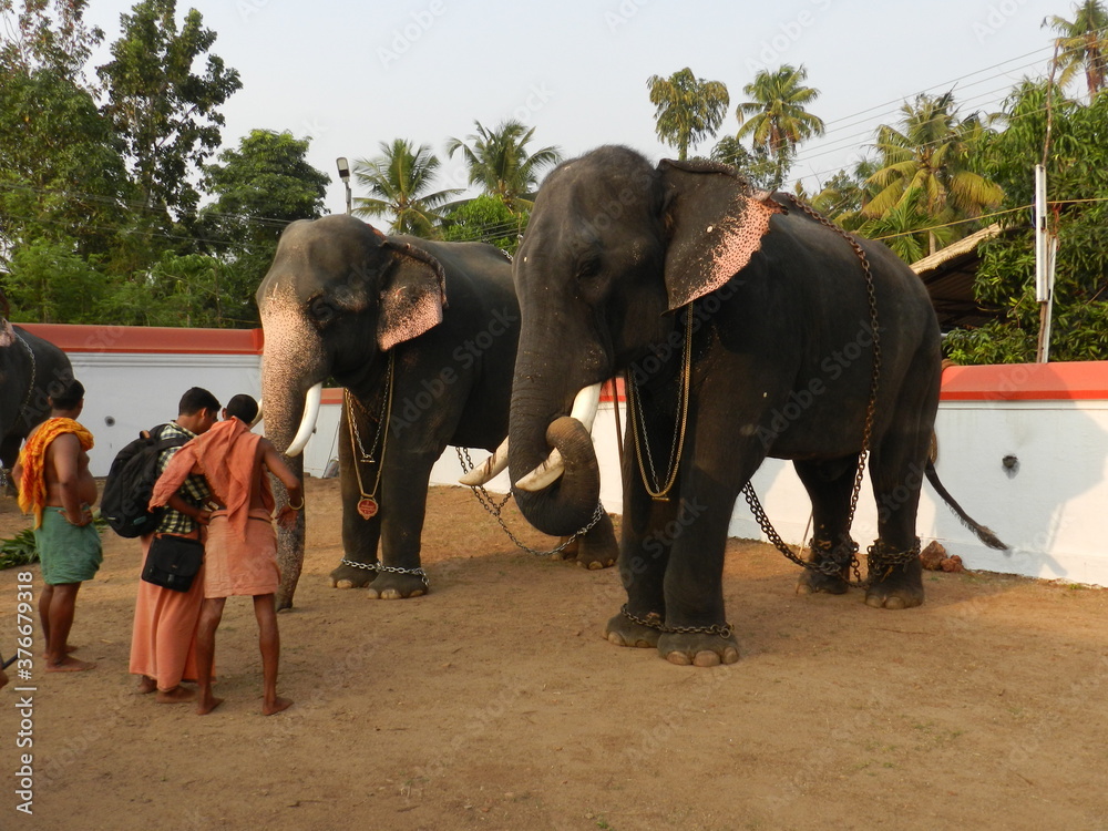 Patient elephants, Pooram, Kerala Stock Photo | Adobe Stock