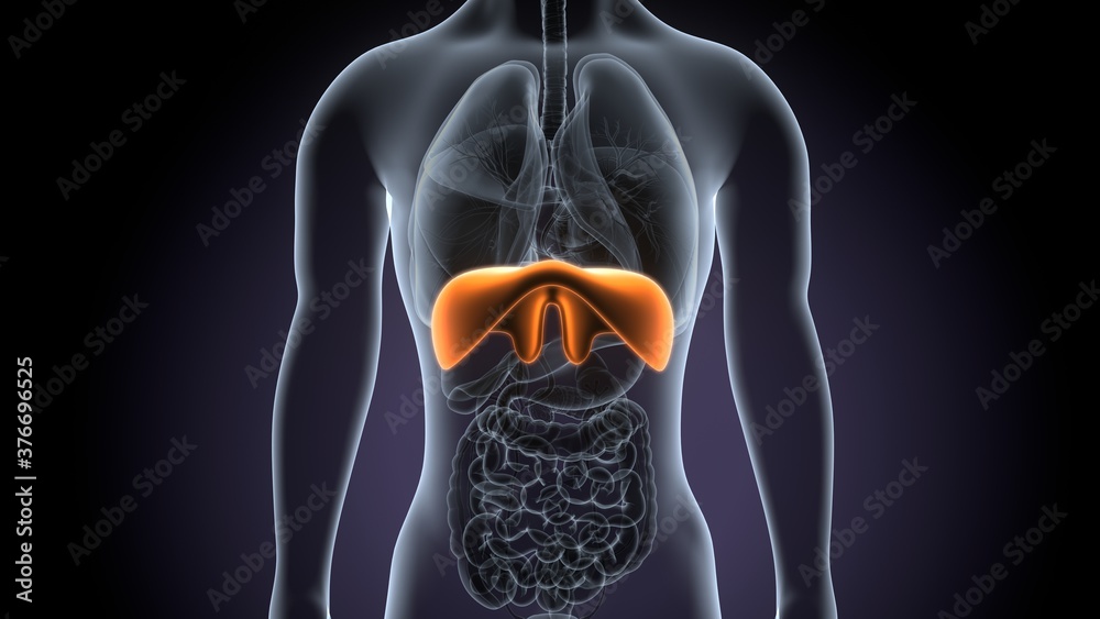3d render of human body diaphragm anatomy Stock Illustration | Adobe Stock