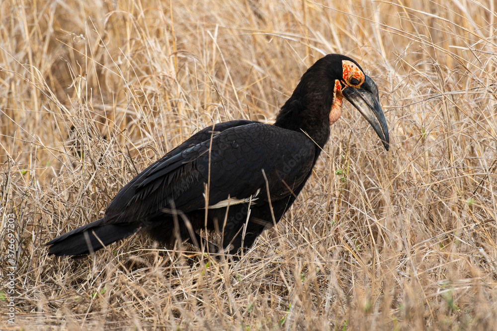 Bucorve du Sud, Grand calao terrestre, Bucorvus leadbeateri, Southern ...