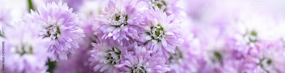 Nature of flower in garden using as cover page background natural flora ...