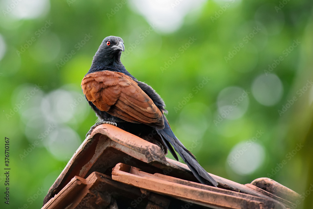 Greater Coucal - Centropus sinensis, beautiful black and brown coucal ...