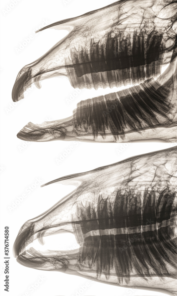 X-ray of the skull of a horse, side view. Upper jaw and mandible with ...