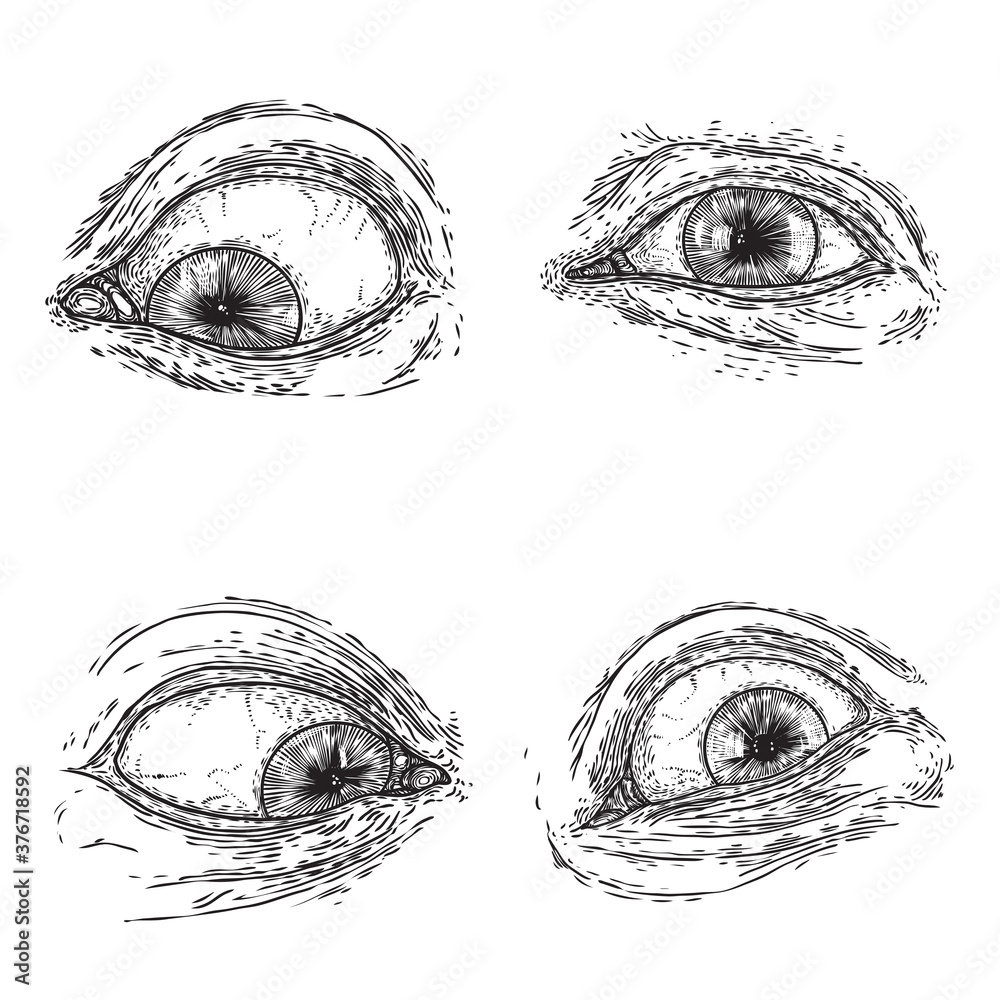Set of various drawing of the human eye in different direction and ...