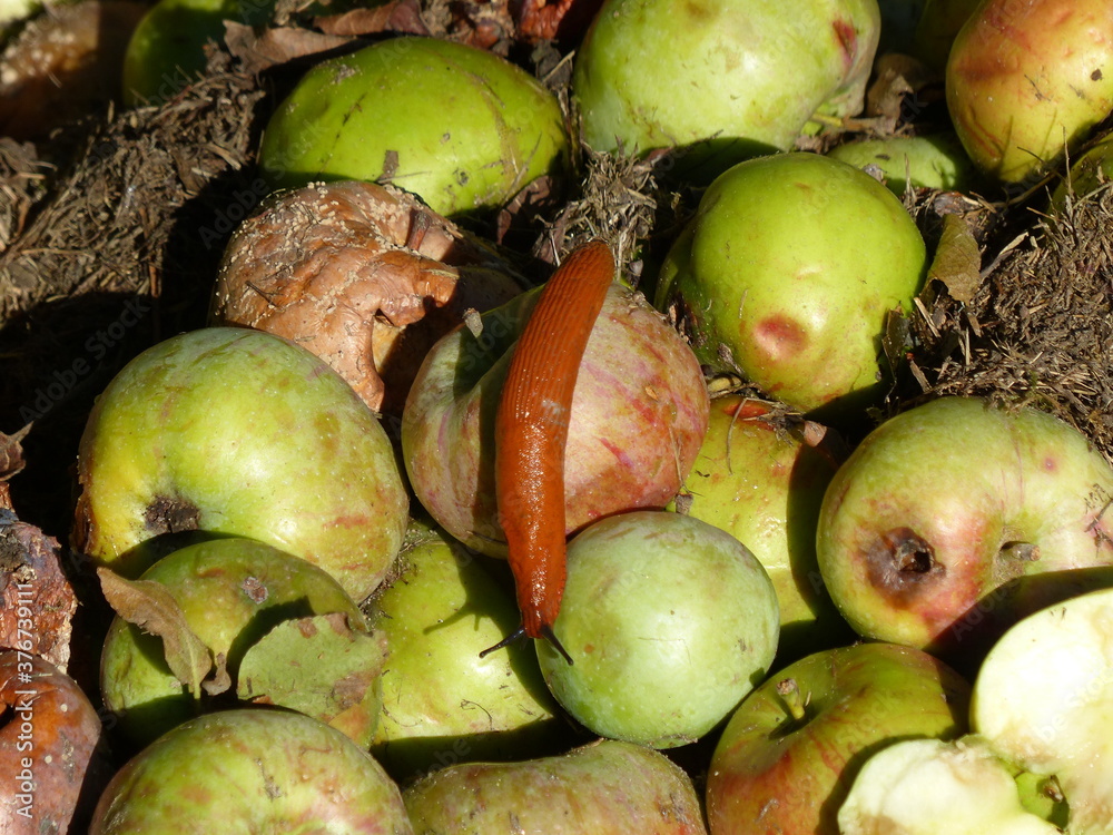 Arion fuscus, also known as the "Dusky Arion", is a species of small ...