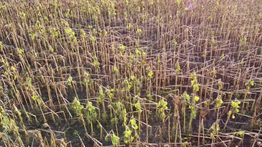 Overview of a sunflower field from a quadcopter after a terrible storm ...
