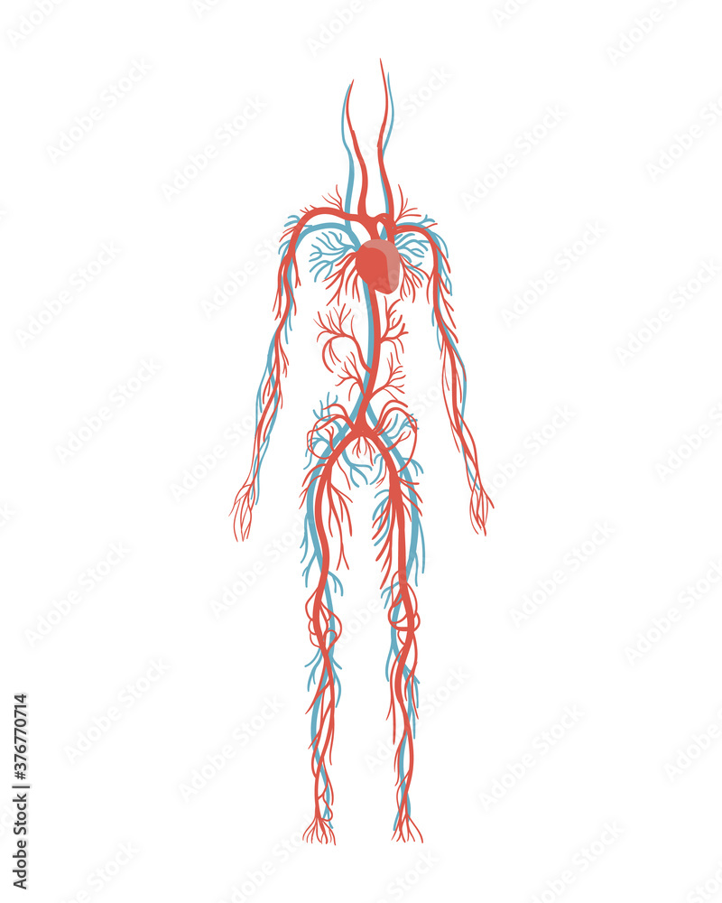 Circulatory system. Vector illustration of woman blood vessel diagram ...
