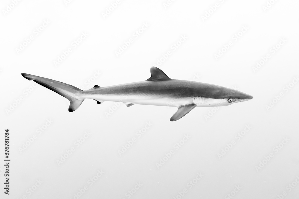 Side view of silky shark swimming underwater Stock Photo | Adobe Stock