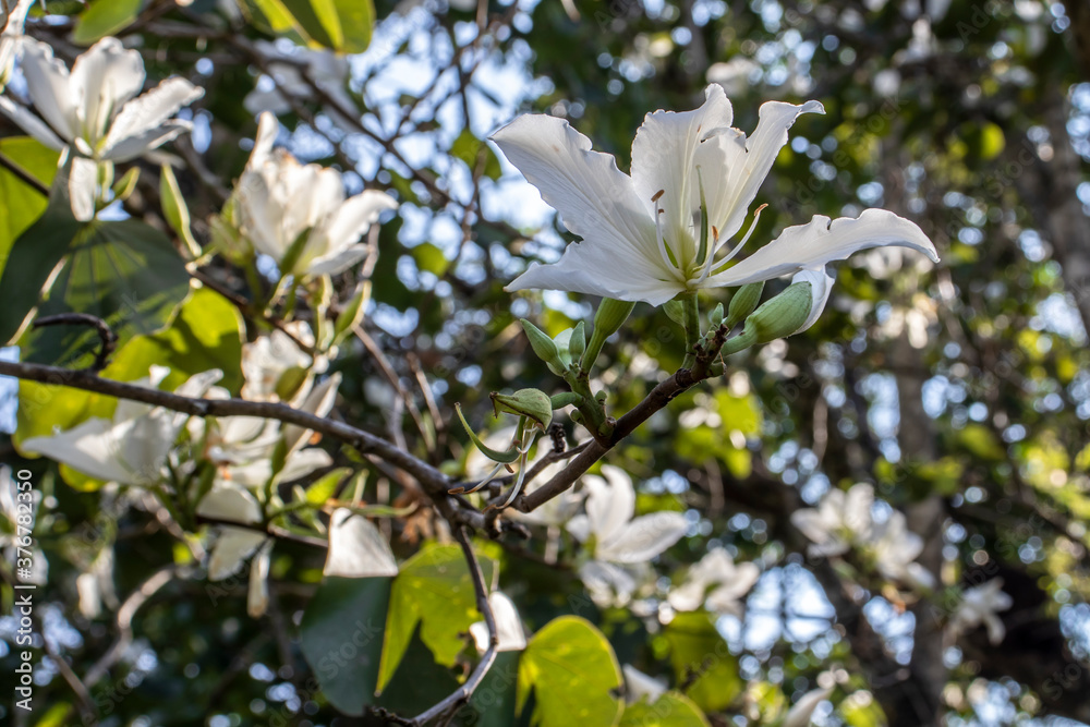 Foto de Brazilian orchid tree or pata-de-vaca, Bauhinia forficata, tree ...