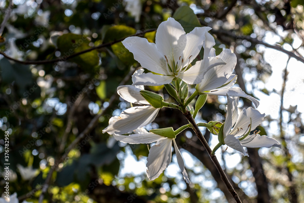 Brazilian orchid tree or pata-de-vaca, Bauhinia forficata, tree of the ...