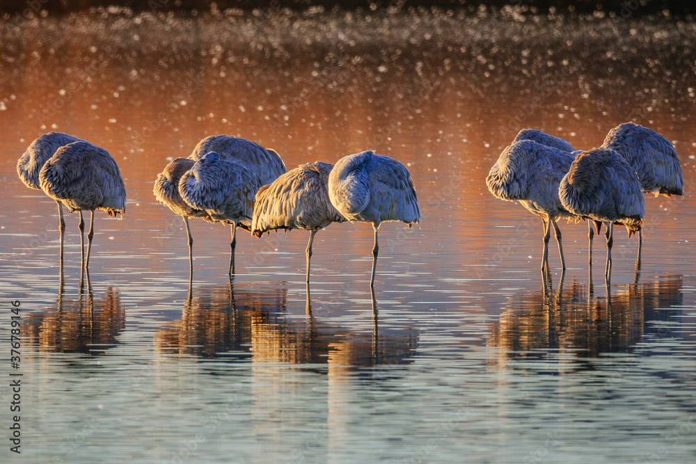 Sandhill cranes sleeping in Bosque Del Apache National Wildlife Refuge ...