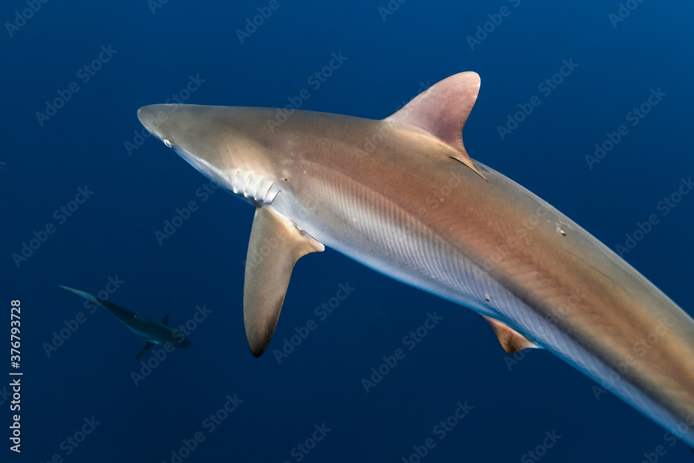 Silky shark swimming in sea Stock Photo | Adobe Stock