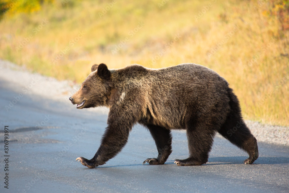 Grizzly bear crossing road in Glacier National Park Stock Photo | Adobe ...