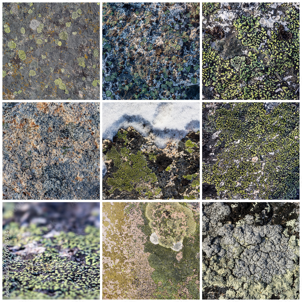 Set of texture of stones covered with lichen. Lichen patterns on a rock ...