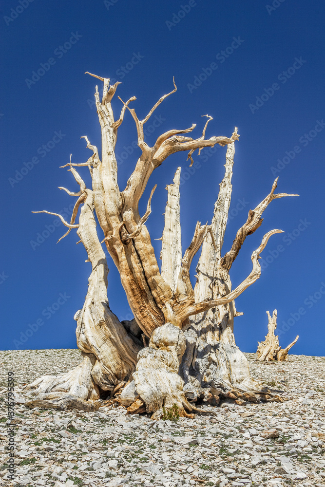 Gnarled bristlecone pine trees in Ancient Bristlecone Pine Forest ...