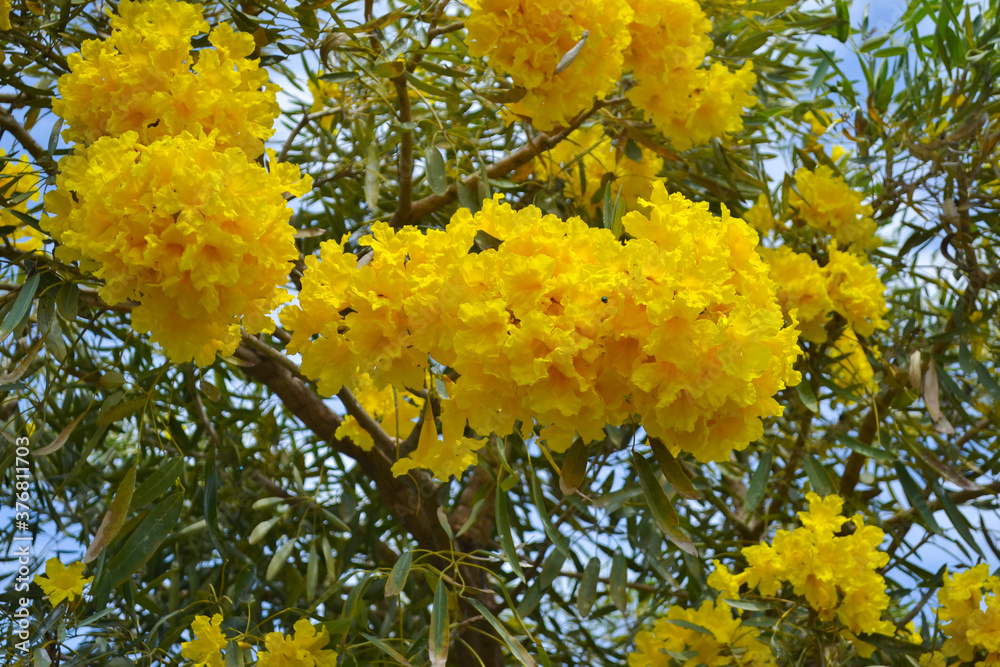 The flowers of Tabebuia aurea are blooming in spring. Tabebuia aurea or ...