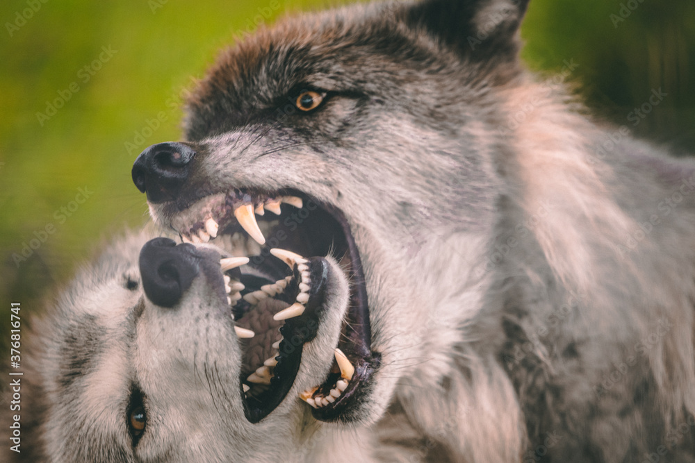 Grey Wolf Alpha Male and Female Close-Up Play Fighting Stock Photo ...