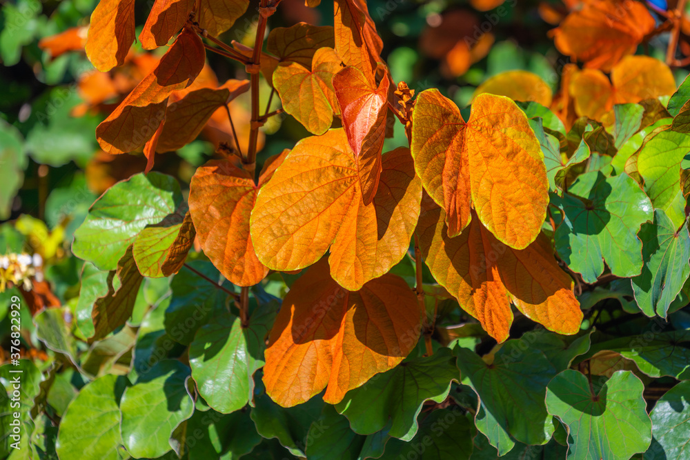 Phanera aureifolia, Bauhinia aureifolia or Gold leaf Bauhinia are rare ...