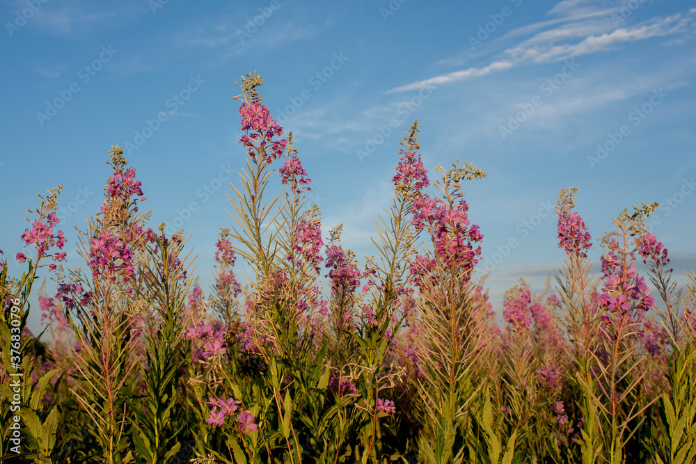 Inflorescences of Fireweed (Chamerion angustifolium) against the blue ...